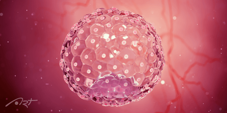 Blastocisto: o que é e qual sua importância para a FIV? - Art Medicina ...