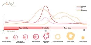 Fase lútea do ciclo menstrual - Art Medicina Reprodutiva
