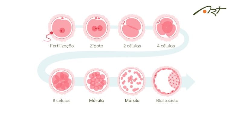 O que é mórula? - Art Medicina Reprodutiva